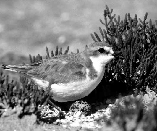 Looking after our beach nesting Plovers – Somers Paper Nautilus